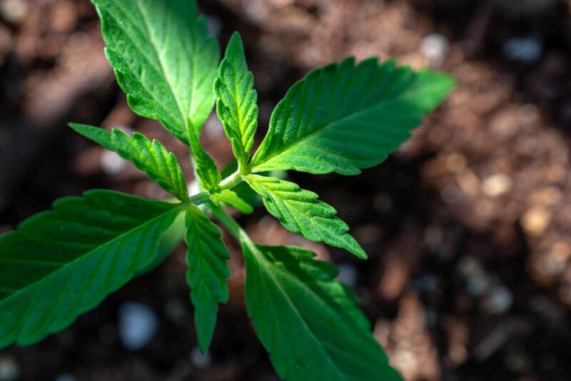 Differences Between CBD CBN And CBG MOSS CROSSING differences-between-cbd-cbn-and-cbg-moss-crossing